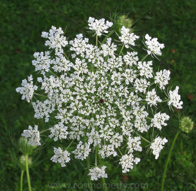 Section 4 – Cosmometry.com